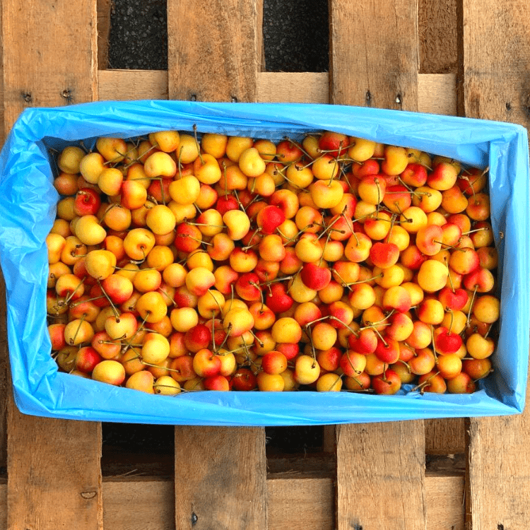 Canada Cherry Rainier (500g) – Fresh Collective