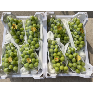 Premium Shine Muscat Seedless Grapes (~850g) – Fresh Collective