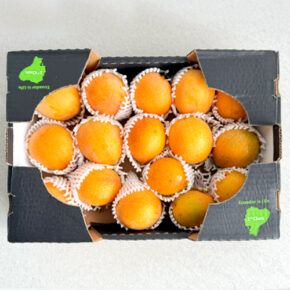 Shop – Fresh Collective