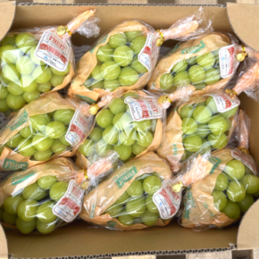 Japan Nagano Shine Muscat Seedless Grapes (450-500g) – Fresh Collective