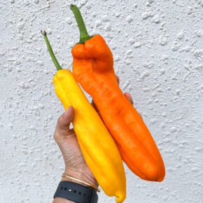 Sweet Palermo Pepper (500-600g) – Fresh Collective