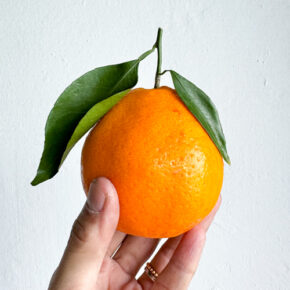 Shop – Fresh Collective