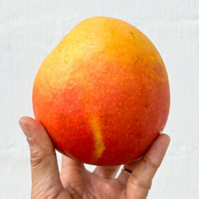 Shop – Fresh Collective